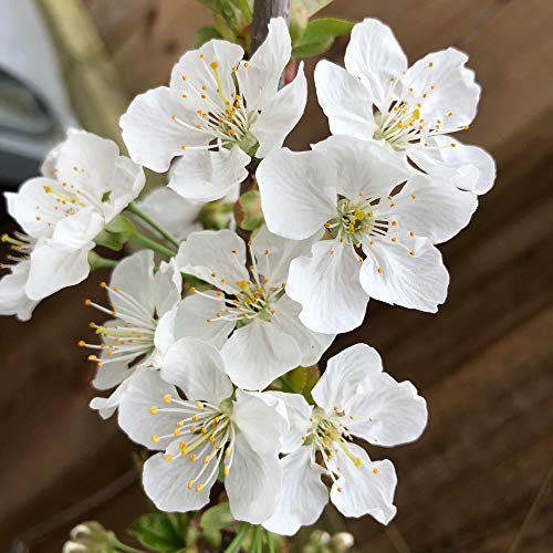 Stella Cherry Bare Root Trees (Pair) | Garden Outdoor Store