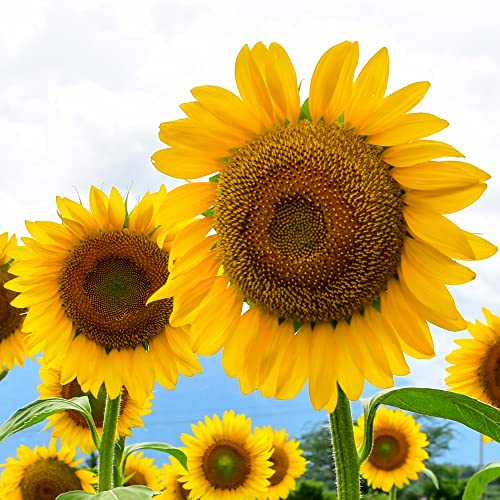 The Power Of Sunflowers: How These Golden Blooms Can Boost Your Mood In ...