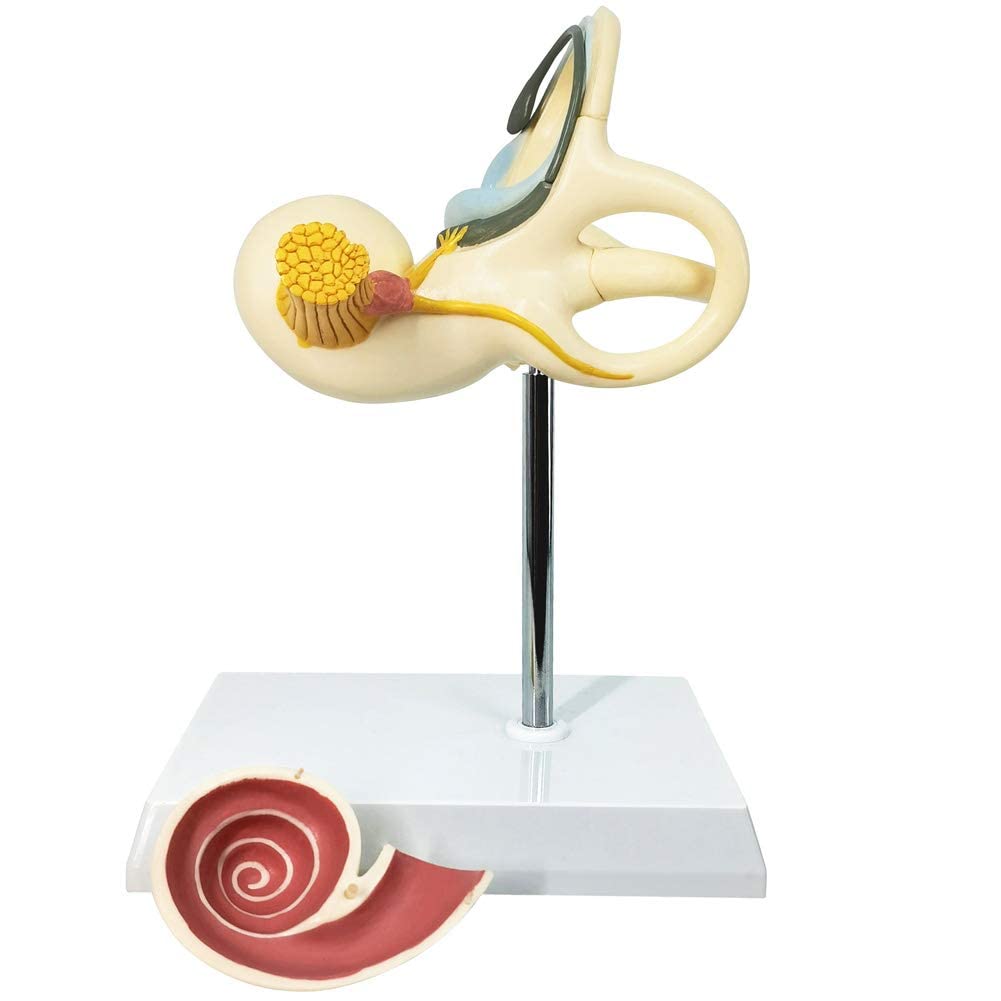 Inner Ear Model Labyrinth Model 2 Part 8X Cochlea Semicircular Canal ...