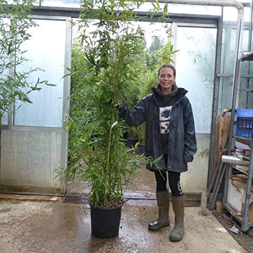 Large Bamboo Plants - Bamboo Phyllostachys Aureosulcata Aureocaulis ...