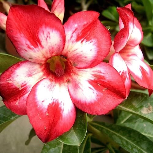 DIOART®-PAS-Rare Exotic Adenium Obesum Yellow Double-Q33 : Amazon.in ...