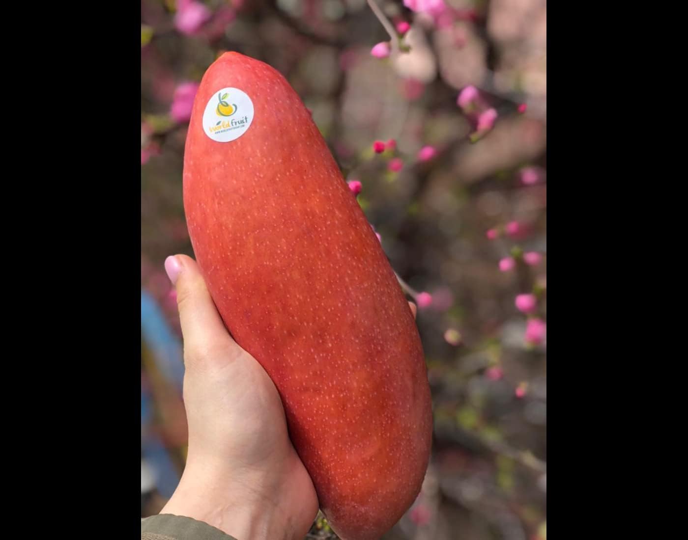 Pyanabi Nursery Himsagar Mango Plant (Grafted Plant Height 2-3 Feet ...