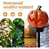 QH & Garden Pumpkin Solar Light - LED Waterproof Pumpkin Light for ...