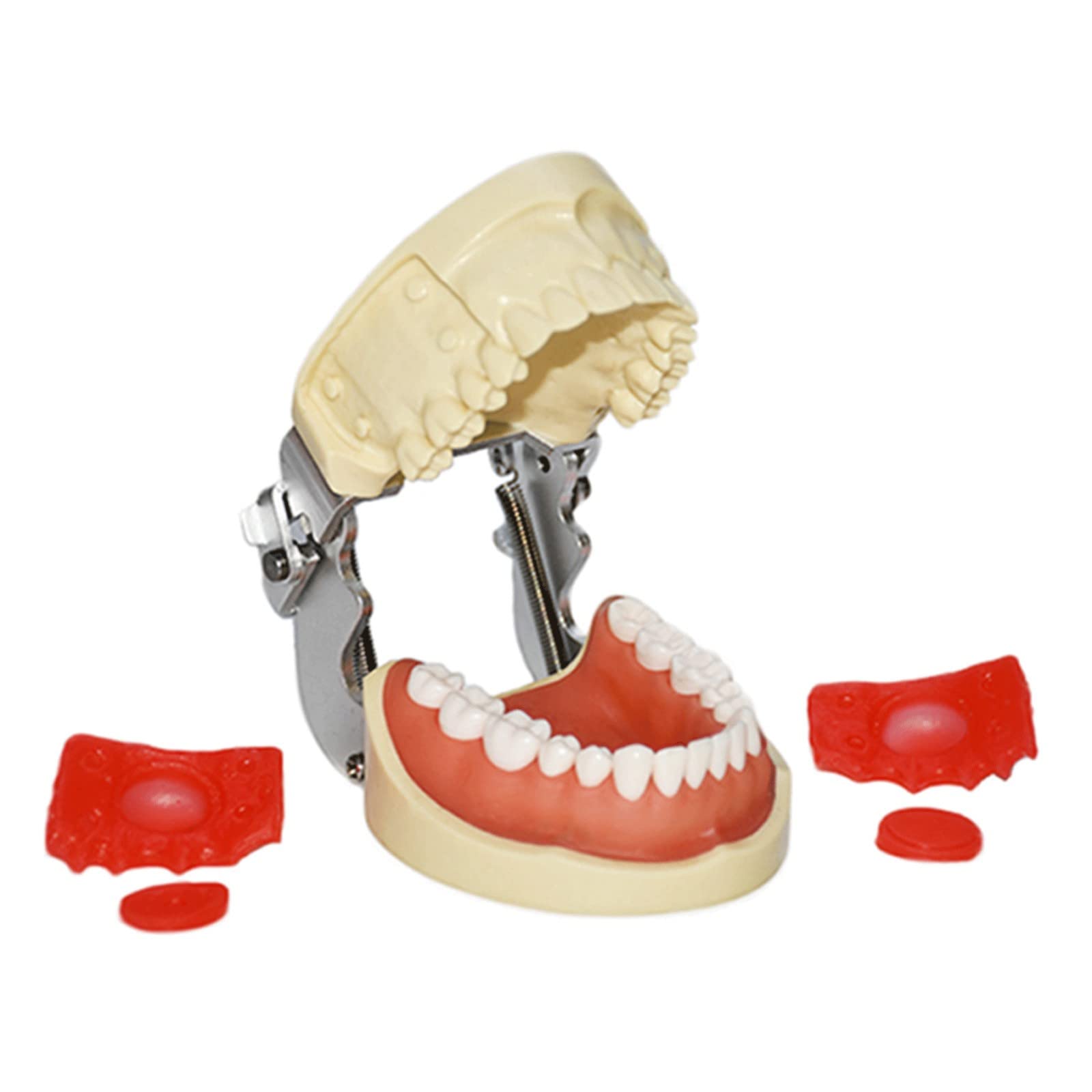 Buy Dental Teeth Model,Dental Abscess Display Models and Sutureable ...