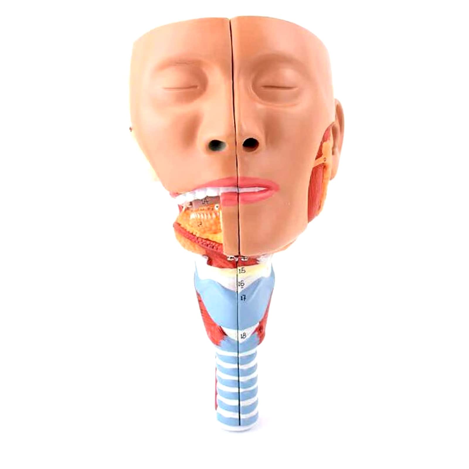 Buy Pharyngeal Muscle Pain Model Larynx Anatomical Model Human Model ...