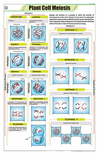 Stb07 Teachingnest Plant Cell Meiosis Chart 58x90cm Botany Chart ...