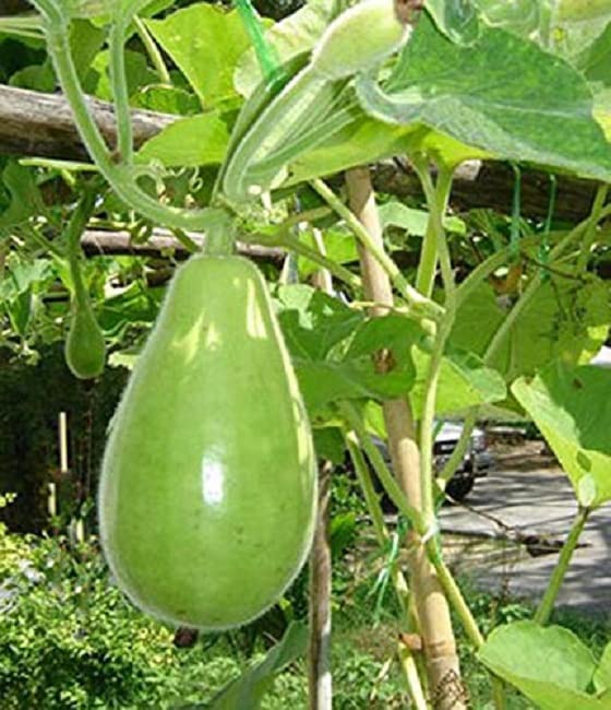 Bottle Gourd, Round Lauki/Dudhi, Lagenaria Siceraria, Vegetable-Pack of ...