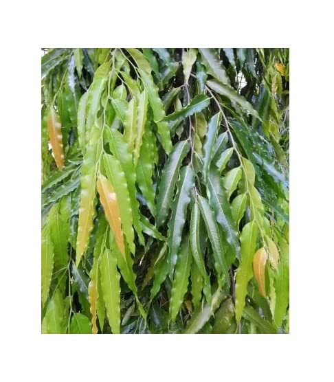 Buy Live Ashok Plant (Pack of 1) Plant with Cocopeat and Plastic Pot ...