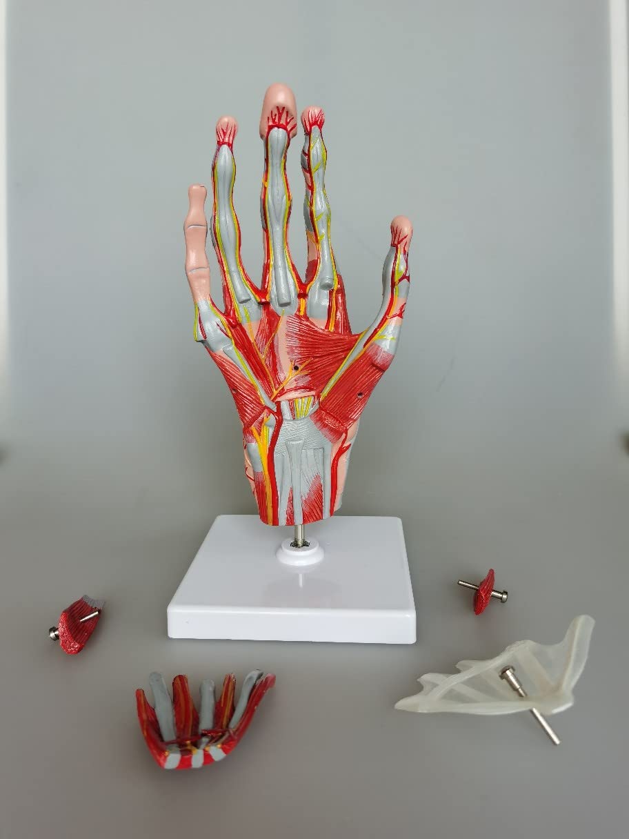 Buy Medical Anatomical Hand Skeleton Model with Ligaments, Muscles ...