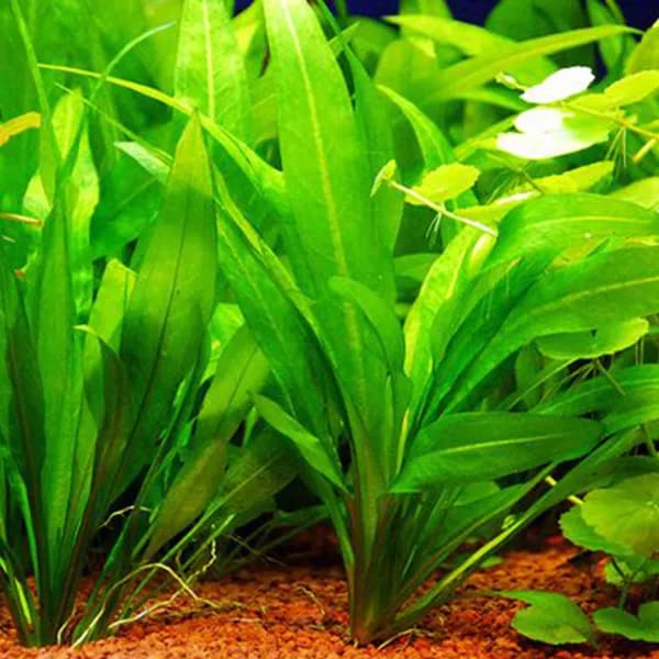 Gachwala Amazon Sword Aquarium Plants, Echinodorus Amazonicus, Live ...