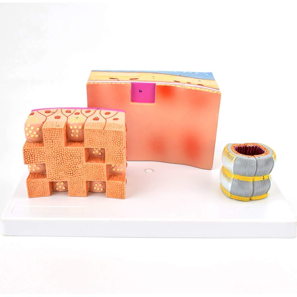 Buy Educational Model Tracheal Wall Anatomical Model Throat Cartilage ...