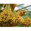 Adhikaryshop Live Arabian Variety Healthy Date Plant Khajoor Plant ...