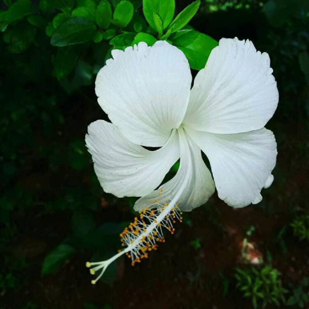 IXORA White Colour Hibiscus Joba Gudhal Flower Live Plants & Tree(1-2 ...