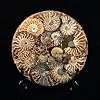 Amazon.com: WNJZ 1PC Natural Gorgeous Disc Fossil Conch Specimen with ...