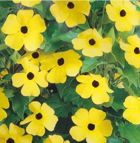 Vinca Art Thunbergia Vine Yellow Flower Seeds - Black Eyed Susan Vine ...