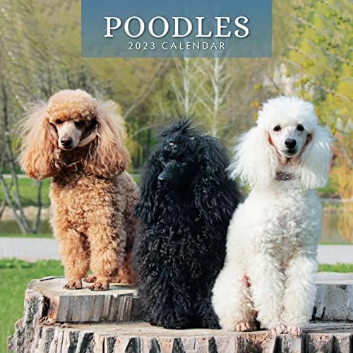 Amazon.com: 2023 Poodles Monthly Wall Calendar by Red Robin Calendars ...