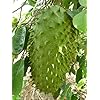 GreenEarth Original Soursop Cancer Treatment Fruit Plant, Korosol ...