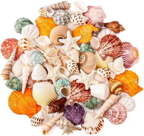 Amazon.com: WeDoSoy Sea Shell Mixed Ocean Shells Set, 15 Kinds 1.2"-2.7 ...