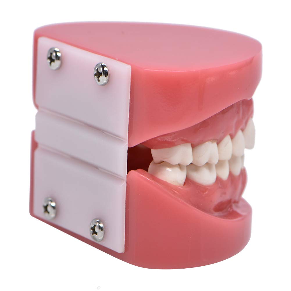 Snapklik.com : 1 Piece Dental Typodont Standard Teeth Model For ...