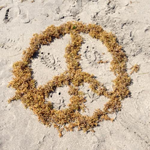 Peace It All Together by Revolution Number 5 on Prime Music