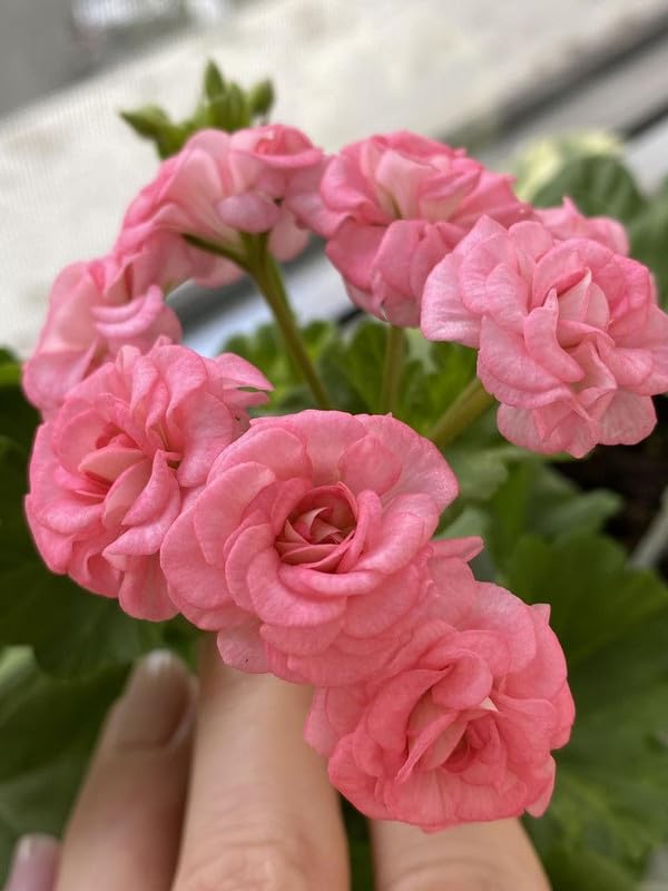 Oakwood Farms® Geranium imported flower seeds | peach color Geranium ...