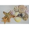 13 Assorted Medium Seashells and Starfish. Sea Shells from Sustainable ...