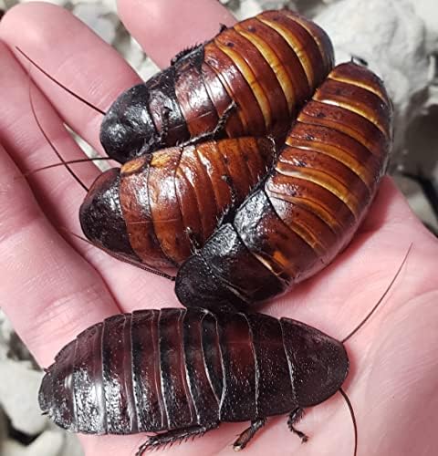 Amazon.com : 1 Live Breeding Pair Madagascar Hissing Cockroach 2 Count ...