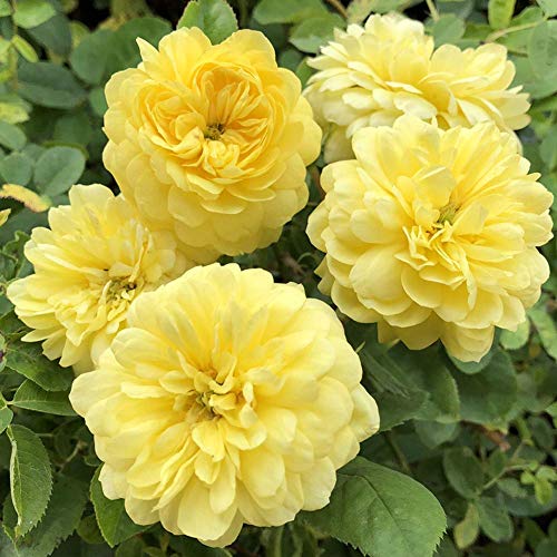 Semi Rosa → Classifica dei Più Venduti Online 2023