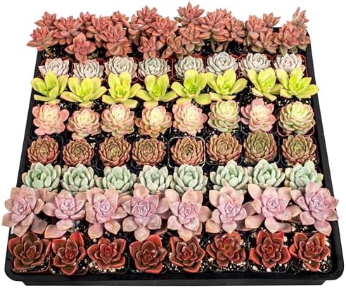 Amazon.com : Live Succulents Plants Variety Pack - Well Rooted Plants ...