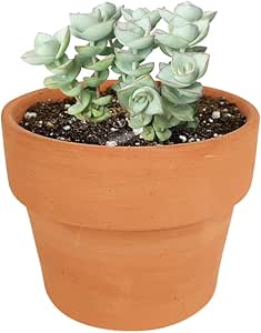 Amazon.com : Crassula Ivory Towers Crassula Conjuncta Succulent for ...