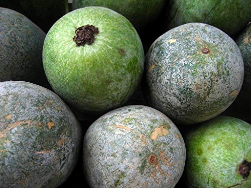 Creative Farmer Vegetable Seeds Peda Seeds - Ash Gourd Seeds Creeper ...