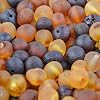 Amazon.com: Genuine Amber - Loose Raw Amber Beads from The Baltic Sea ...