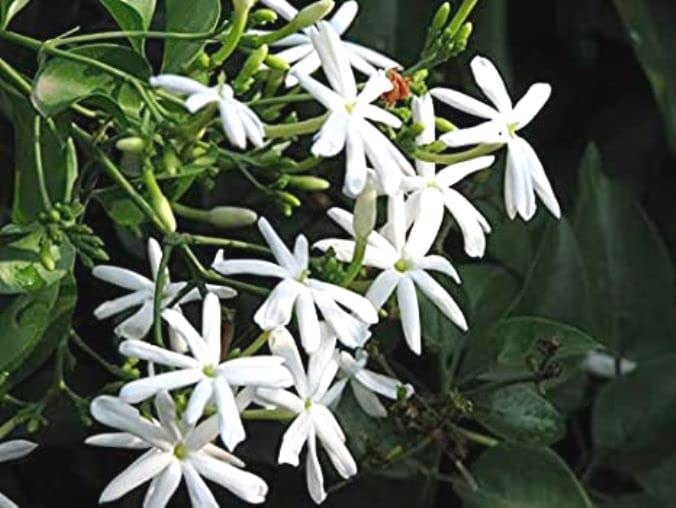 Indiana Juhi Jasminum auriculatum Virajaji Juti Yuthika Jai Sanna ...