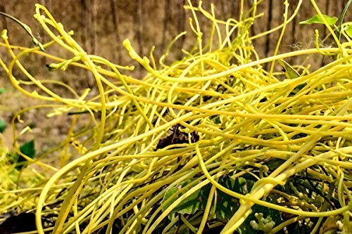 Corofitam Dodder/Cuscuta reflexa/Live Natural Amarbel/Cuscuta reflexa ...