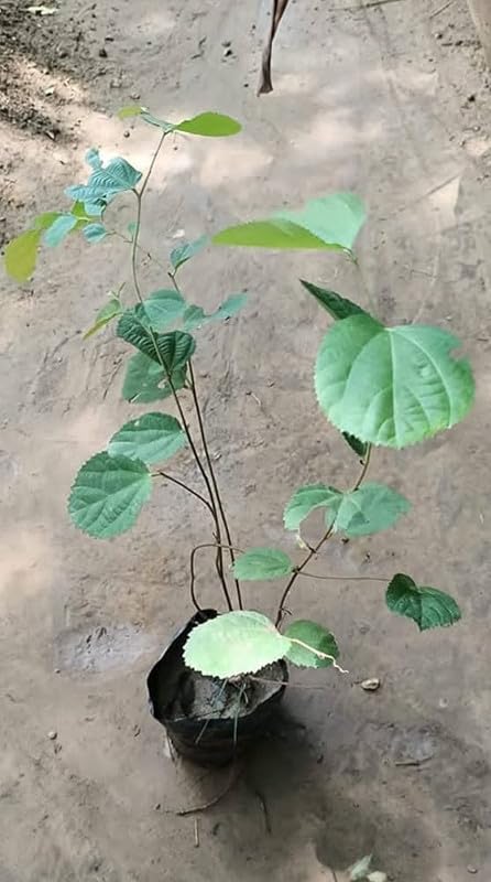 Natural F1 Sweet & Rare Phalsa Falsa Grewia Asiatica Sherbet Berry ...