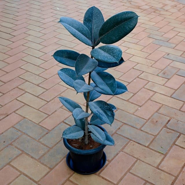 Rubber Black (~ 3 Ft) in 10 Inch Plant Seedless Natural Miniature Live ...
