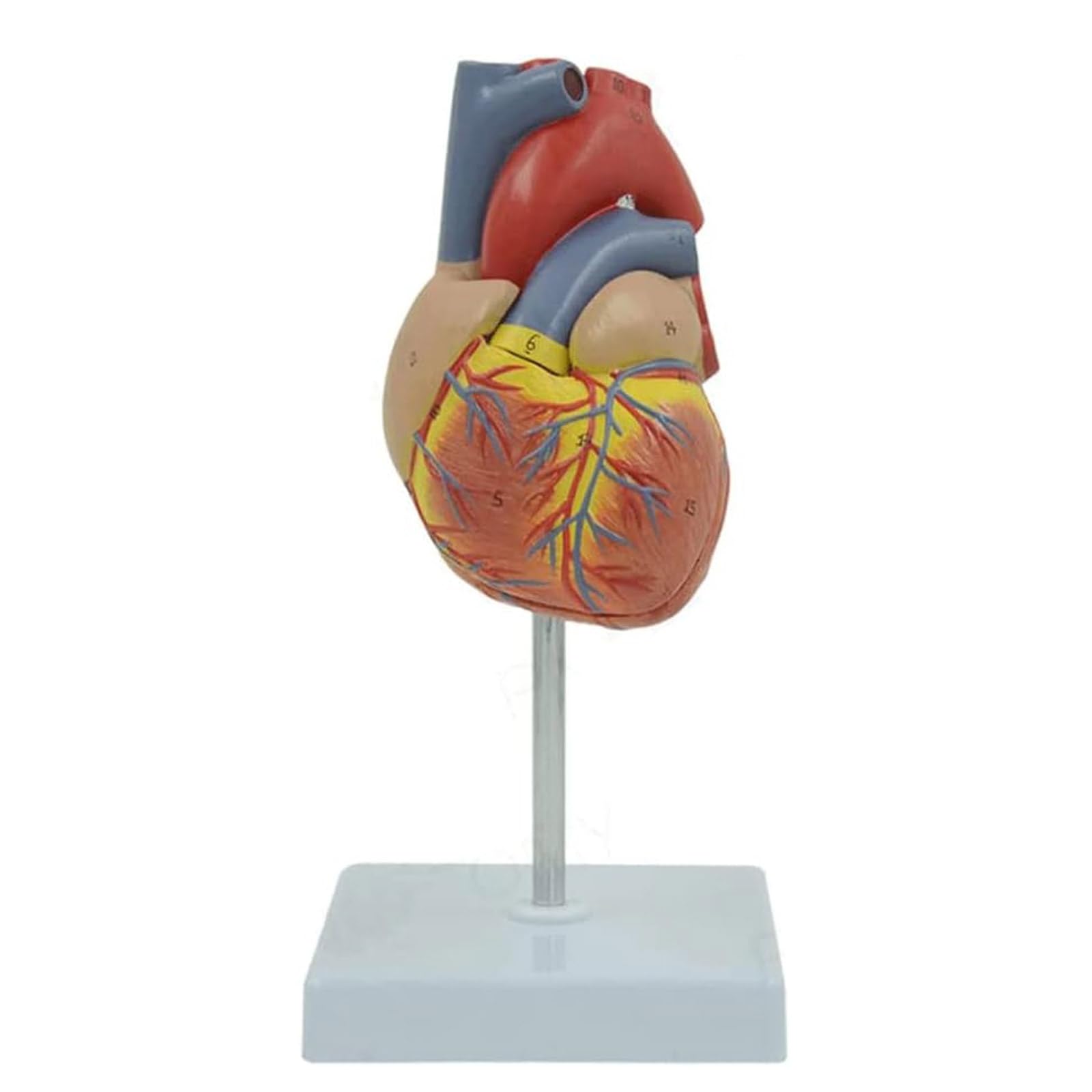 Aprendiendo La Anatomía Del Corazón 🔵 Partes Del CORAZÓN HUMANO