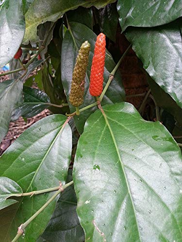M-Tech Gardens Rare Medicinal Plant Thippali or Pippalli/Long Pepper ...