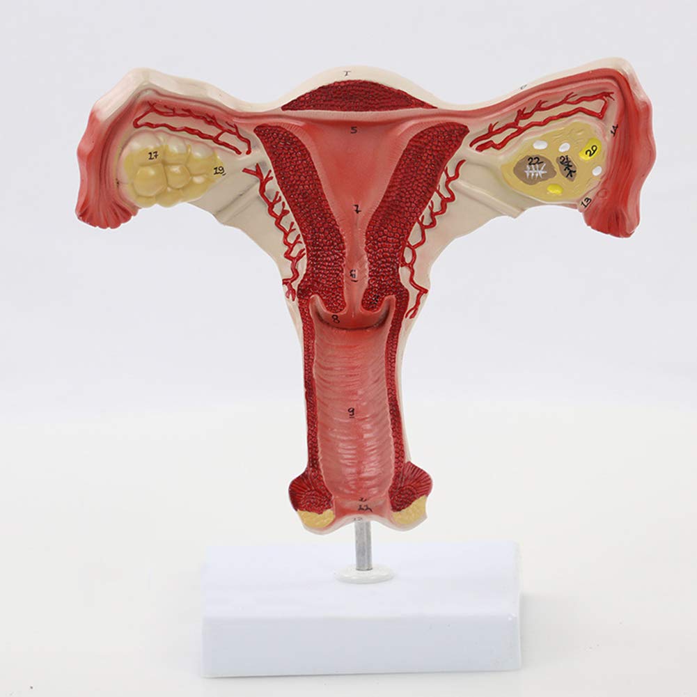 Buy Ltlghy Female Reproductive System Anatomical Model Internal Reproductive System Structure