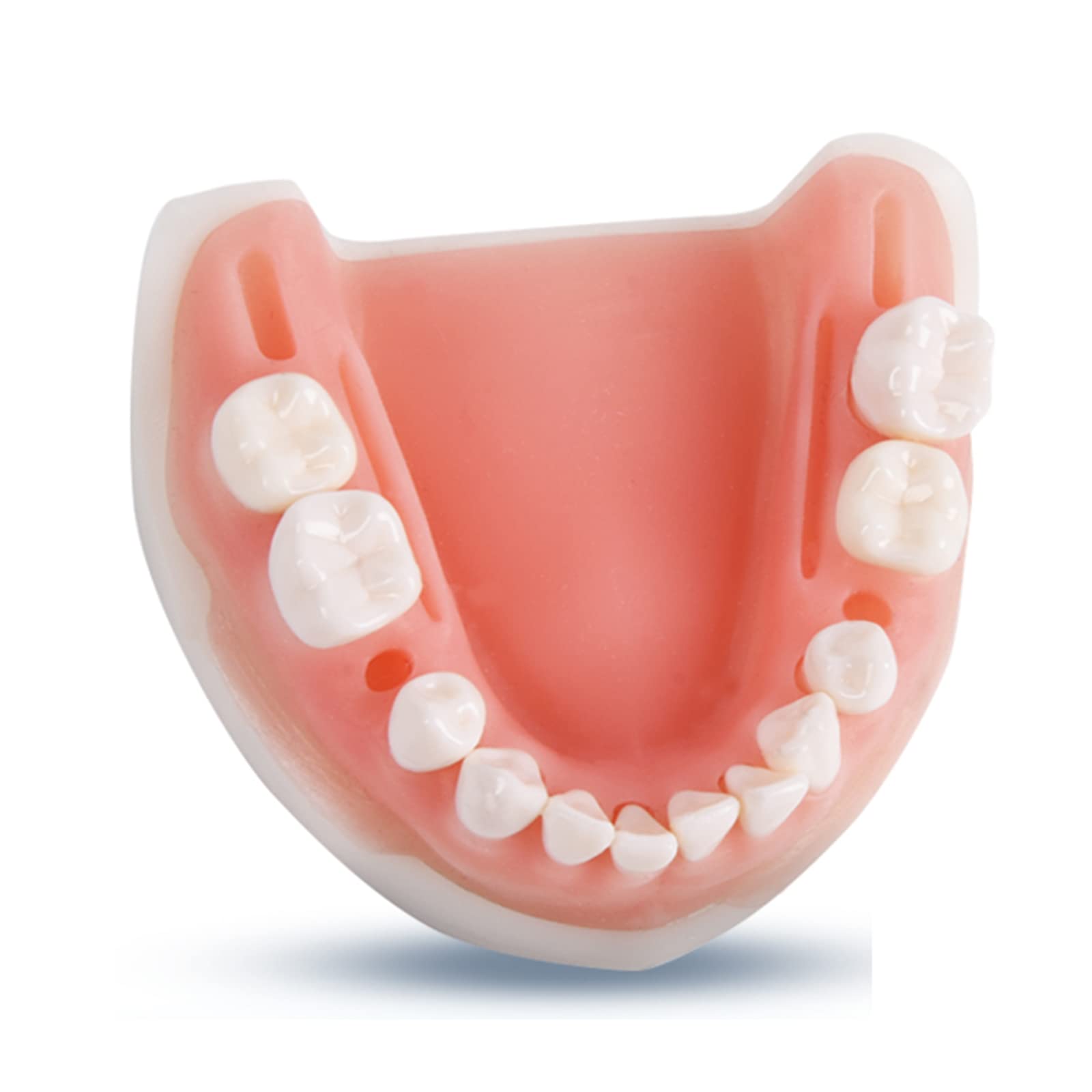 Buy HYCLAM Human Oral Dental Tooth Training Simulator Model Suture ...