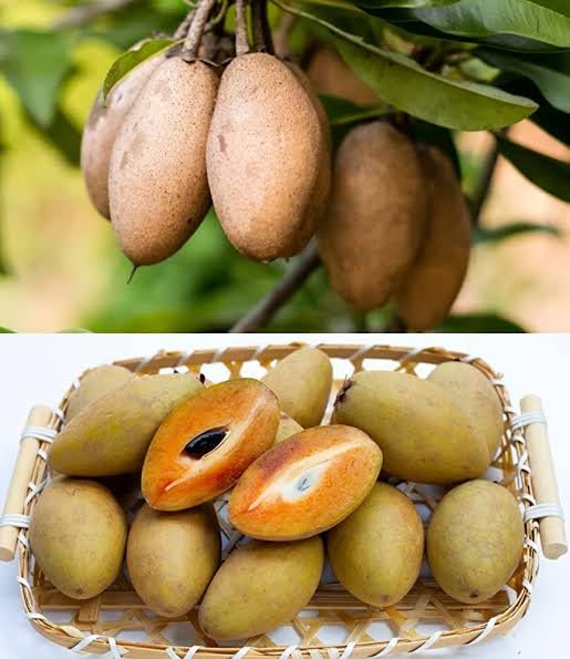 Live Fruit Plant Sapota Chiku (Sapodilla) Manilkara Zapota Small Tree ...