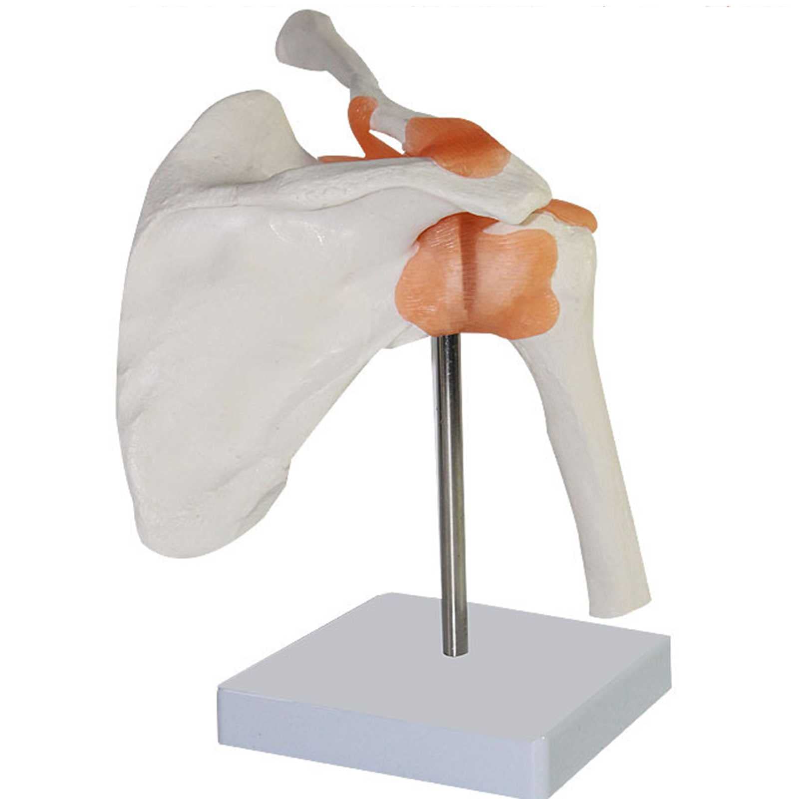 Buy Human Skeleton Model Human Shoulder Joint Model with Ligaments Life ...