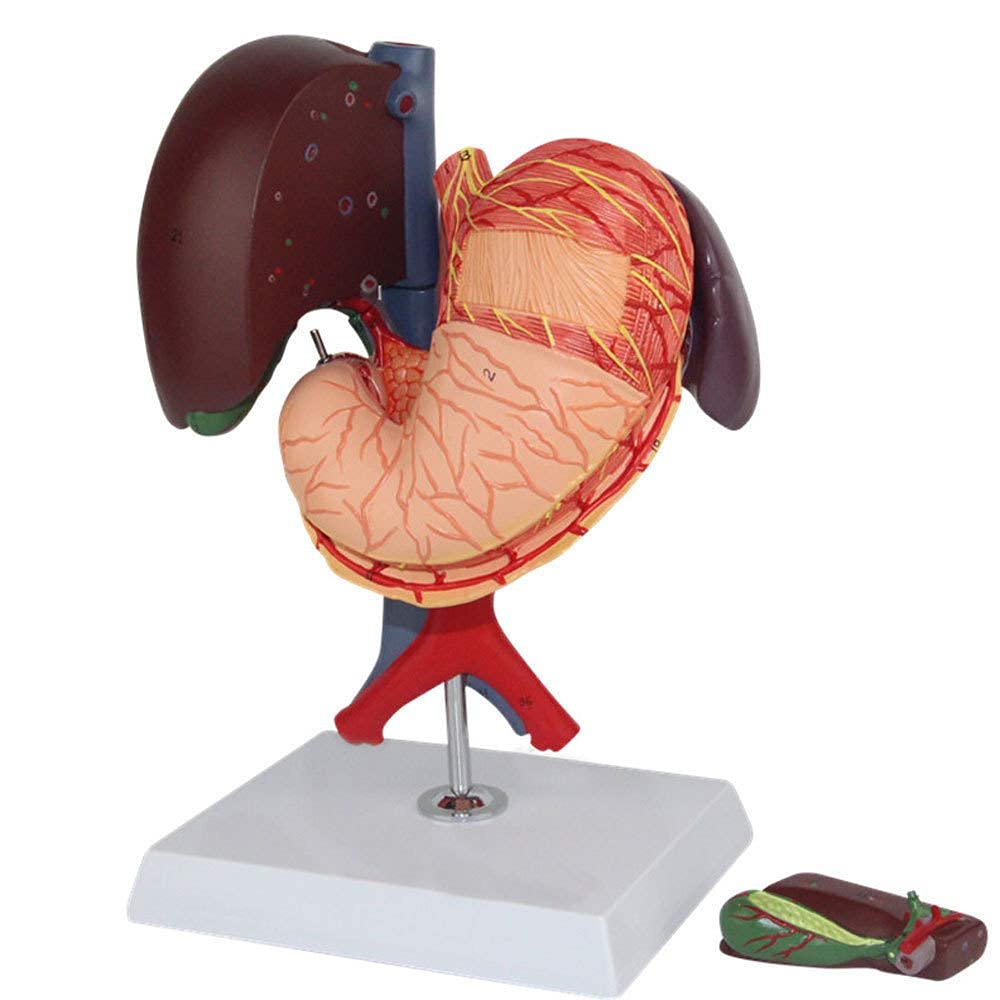 Buy Duodenal Model Hepatic Model System Teaching Demonstration Model ...