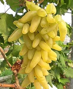 Seeds 50% Real Green Gold Finger Semi Sweet Grape Organic Grapes, Professional Pack, 15 Seeds ...