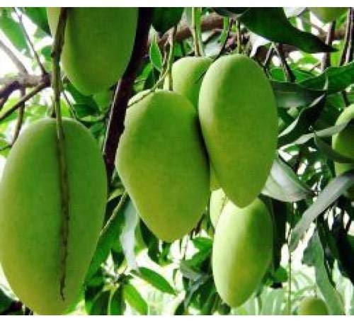 Ariya "Amrapalli" Live Amba fruit plant Grafted hybrid mango"King of ...