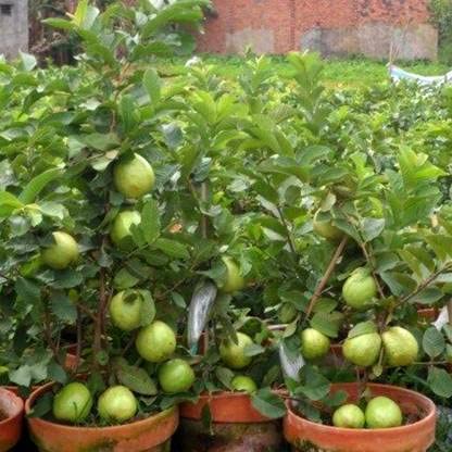 FULMALA NURSERY HYBRID GUAVA PLANT SEEDLESS(Grafted) : Amazon.in ...