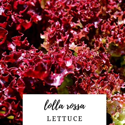Lolla Rossa Leaf Lettuce : Amazon.in: Garden & Outdoors