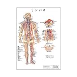 ・ブランド:セブンエステ・製造元:株式会社ワールドジェイビー・製造元/メーカー部品番号:24642・【仕様】■サイズ：縦43×横30.5cm ■出版社：医道の日本社・【特徴】プラスチック版デスクサイズのポスター・【商品説明】リンパ系/デスク...