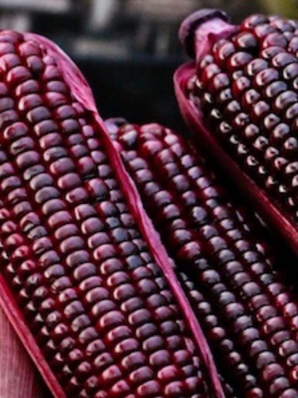 Ritz Farming® Sweet Corn Seeds | Quality vegetable dark maroon color ...