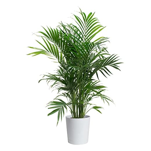 Costa Farms 테이블 야자 44% 할인 후 26.65불 - MODUBA